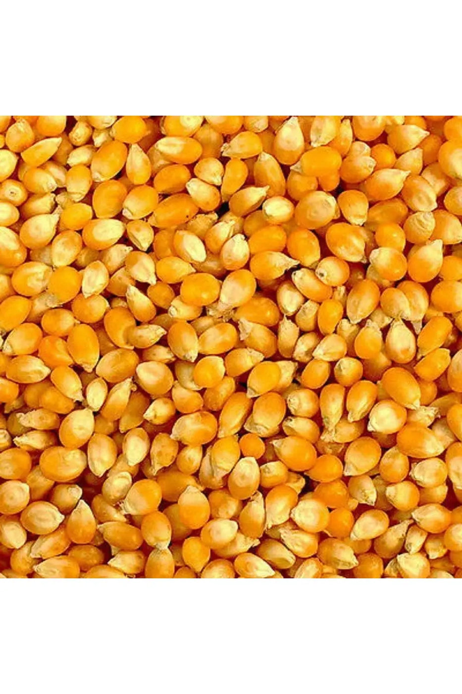 Popcorn Seeds/Kg | Best Price in 2024 at murukali.com — Murukali.com